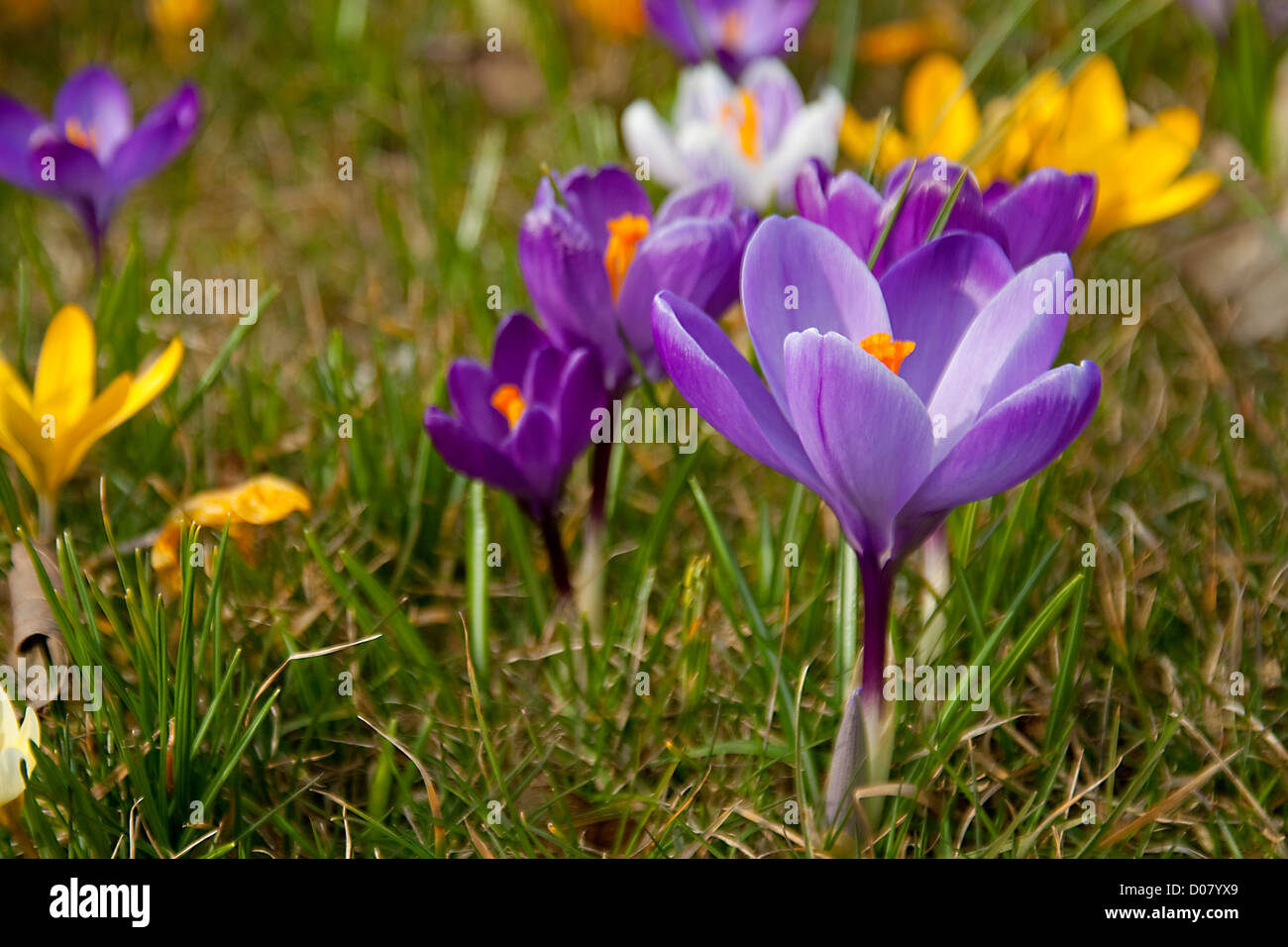purple Dutch spring crocus flowers in closeup Stock Photo - Alamy