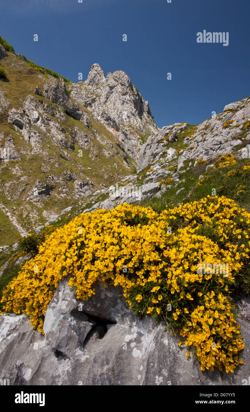 Leon greenweed, Genista legionensis, in limestone peaks near Sotres ...