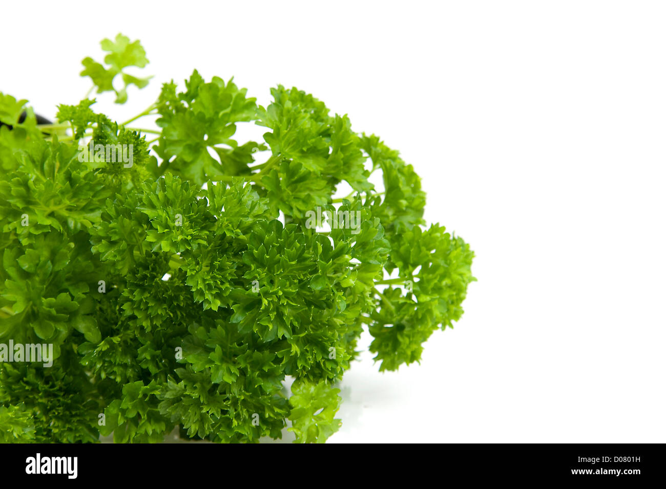 plant of parsley in closeup over white background Stock Photo - Alamy