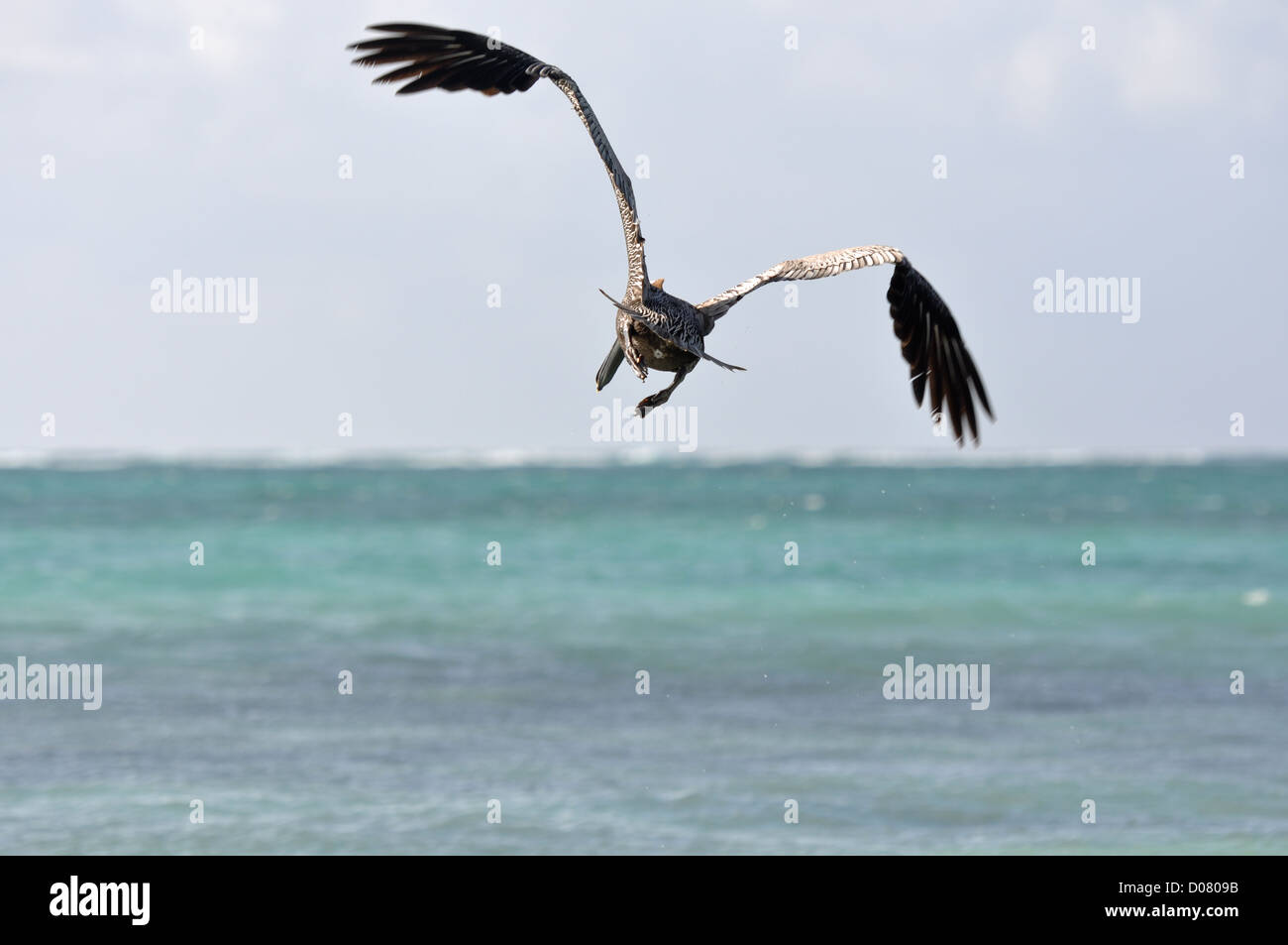 Pelican Flying over the Sea looking for food Stock Photo - Alamy