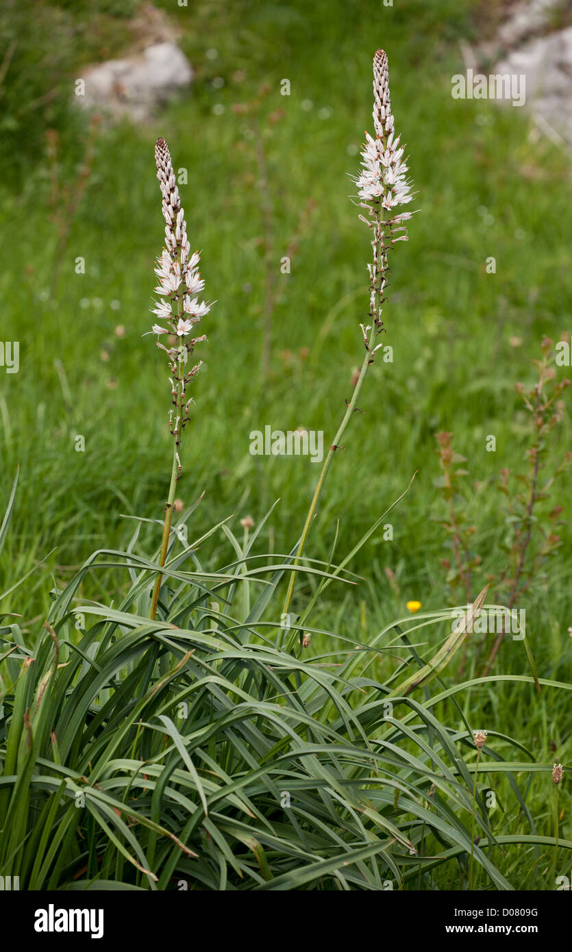 White asphodel plant asphodelus albus High Resolution Stock Photography ...