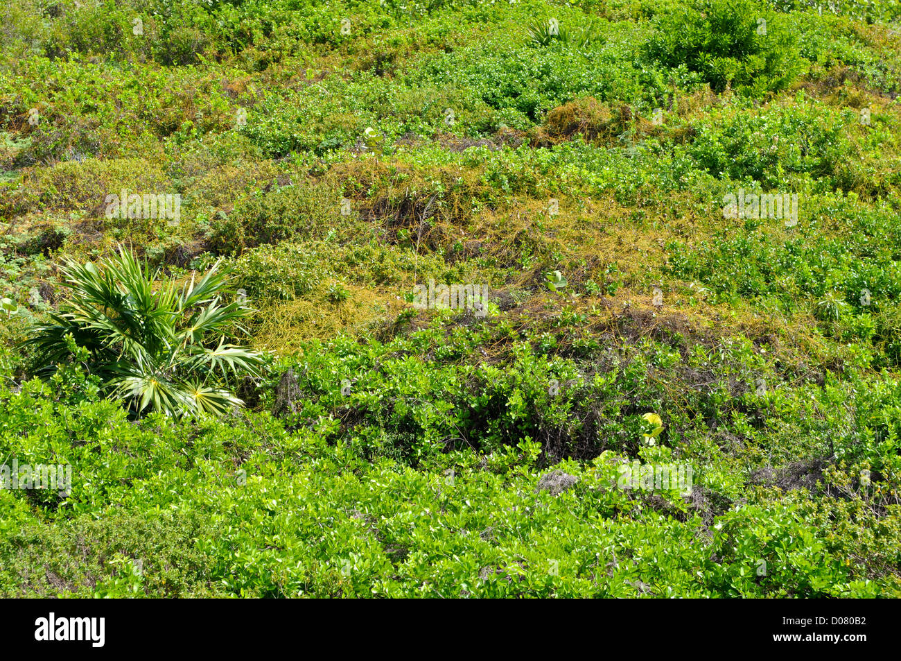 Rainforest Dense Green Lush Background Stock Photo - Alamy