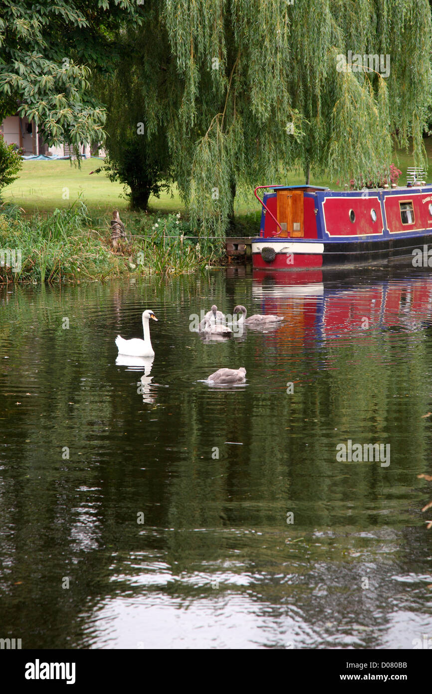 Swan and Cygnets on the Grand Western Canal, Devon Stock Photo - Alamy