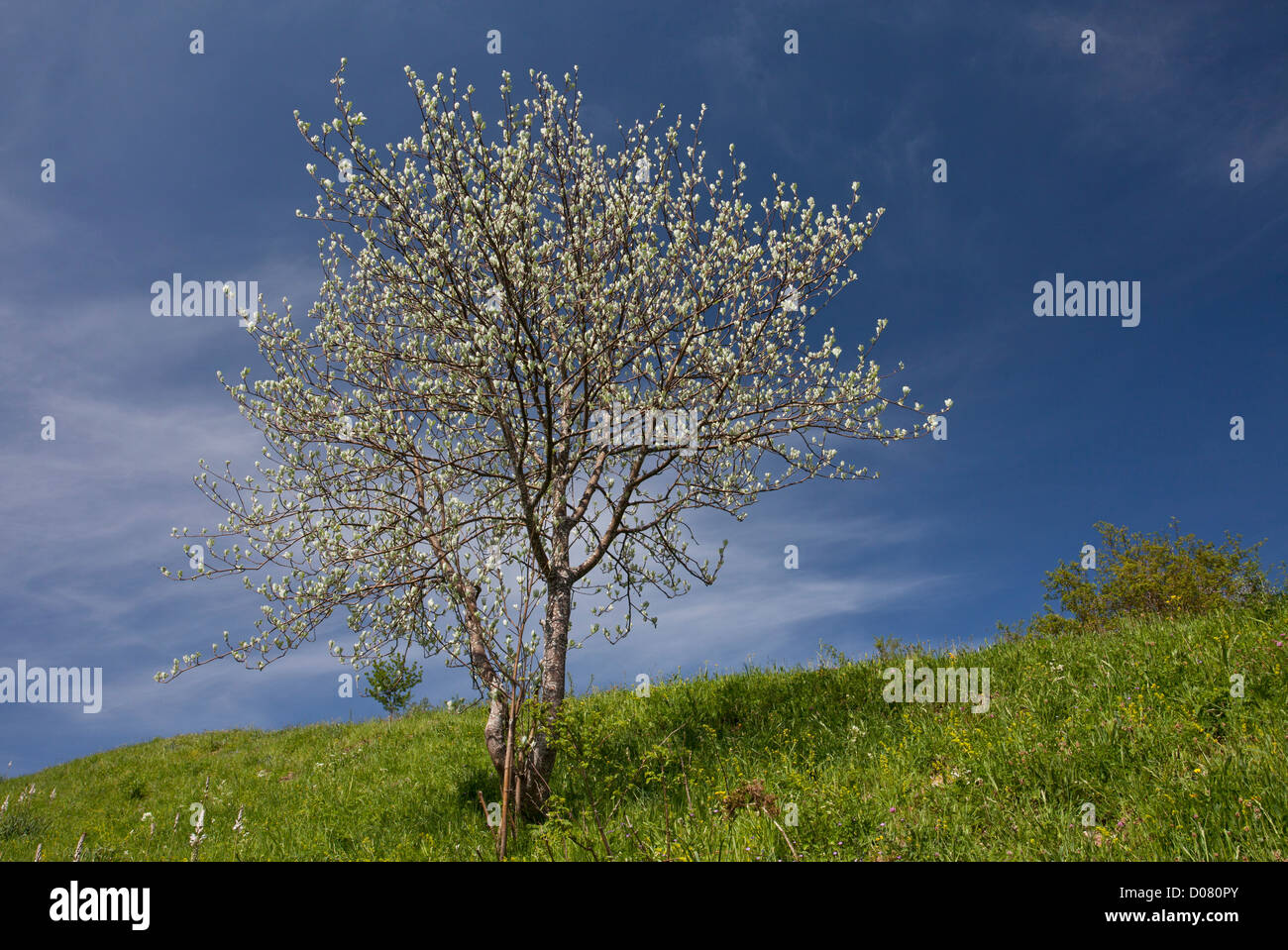 Leaf whitebeam tree in hi-res stock photography and images - Alamy