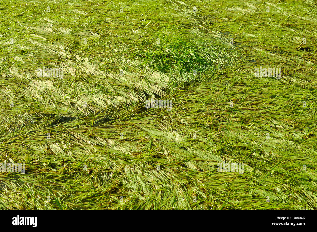 Sedge Water Swamp Green Grass Background Stock Photo - Alamy