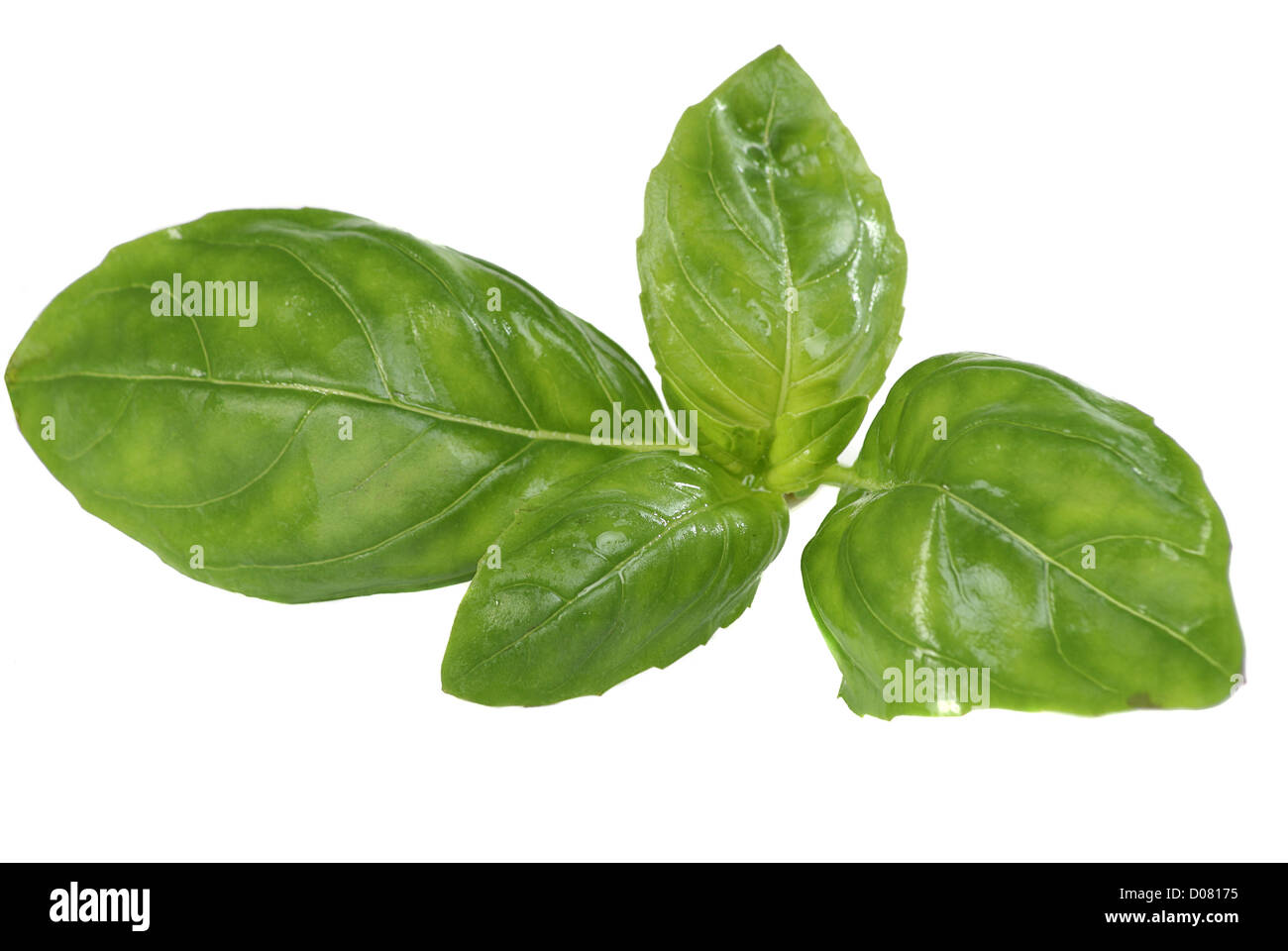 sprig of fresh basil isolated on white Stock Photo - Alamy