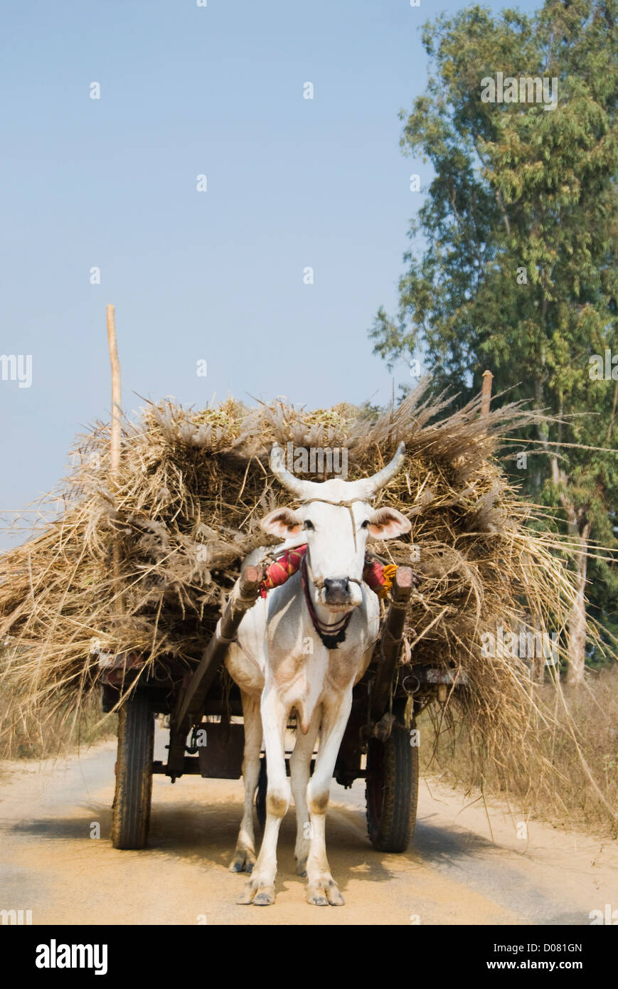 Ox cart india hi-res stock photography and images - Alamy