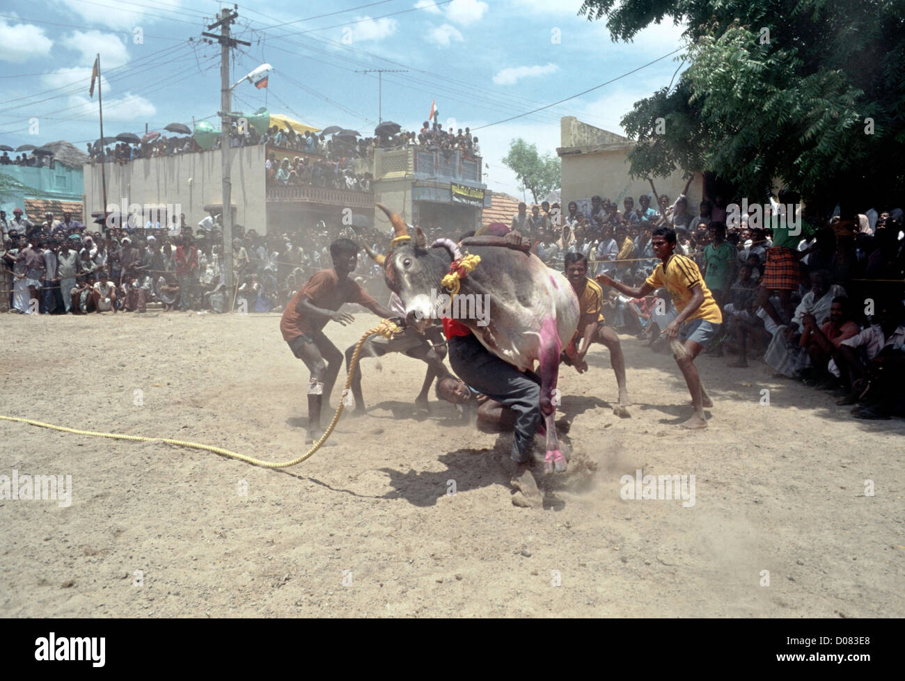 Bull chasing man hi-res stock photography and images - Alamy