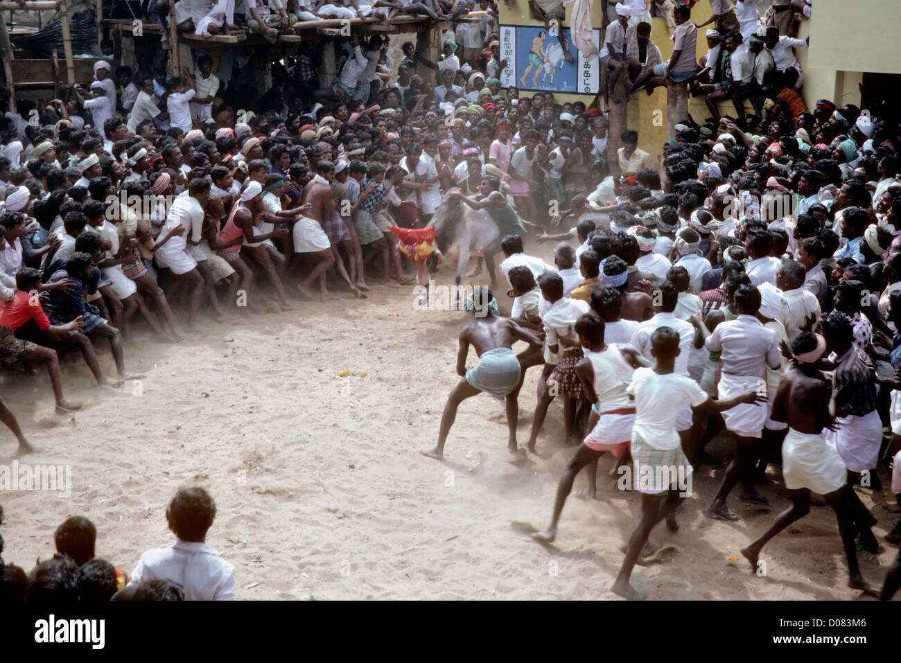 Jallikattu;Bull taming at Alanganallur near Madurai,Tamil Nadu,India ...