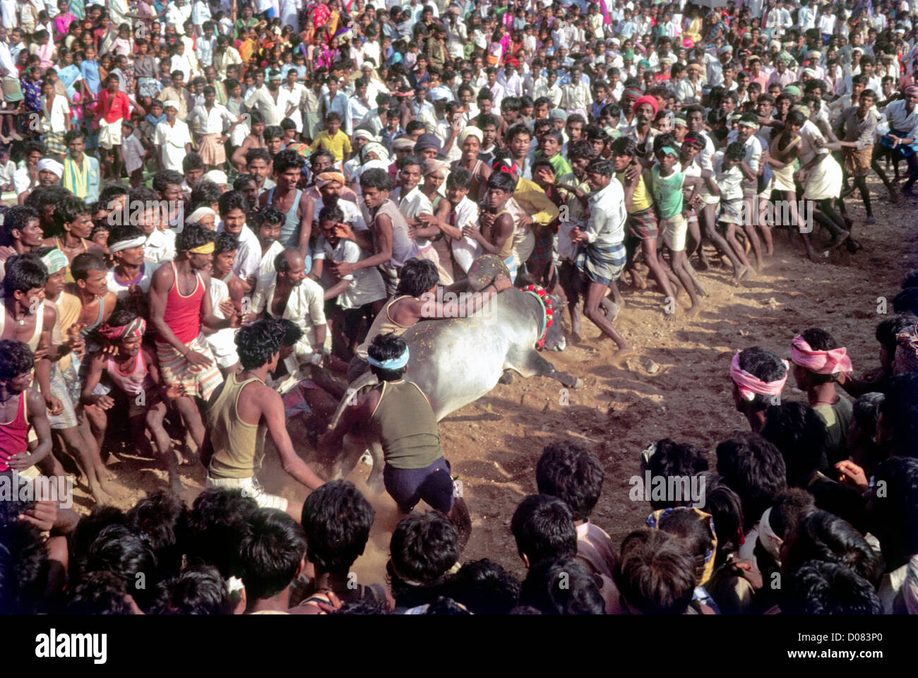Jallikattu;Bull taming at Alanganallur near Madurai,Tamil Nadu,India ...