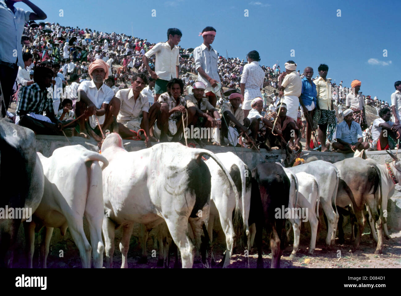 Bull chasing man hi-res stock photography and images - Alamy
