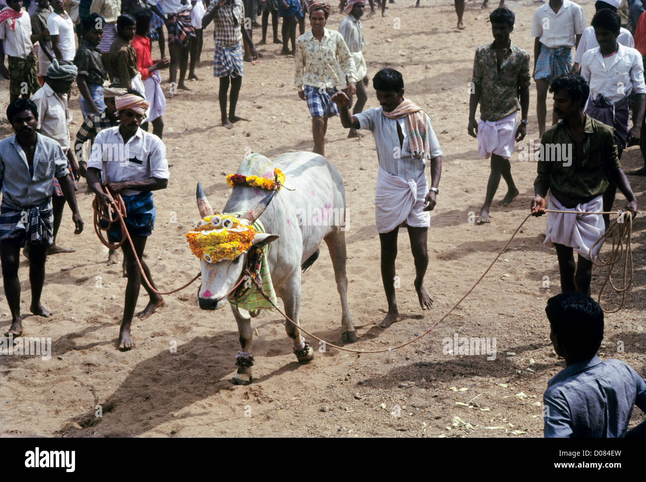Villagers with jallikattu bull at Alanganallur,Madurai,Tamil Nadu,India ...