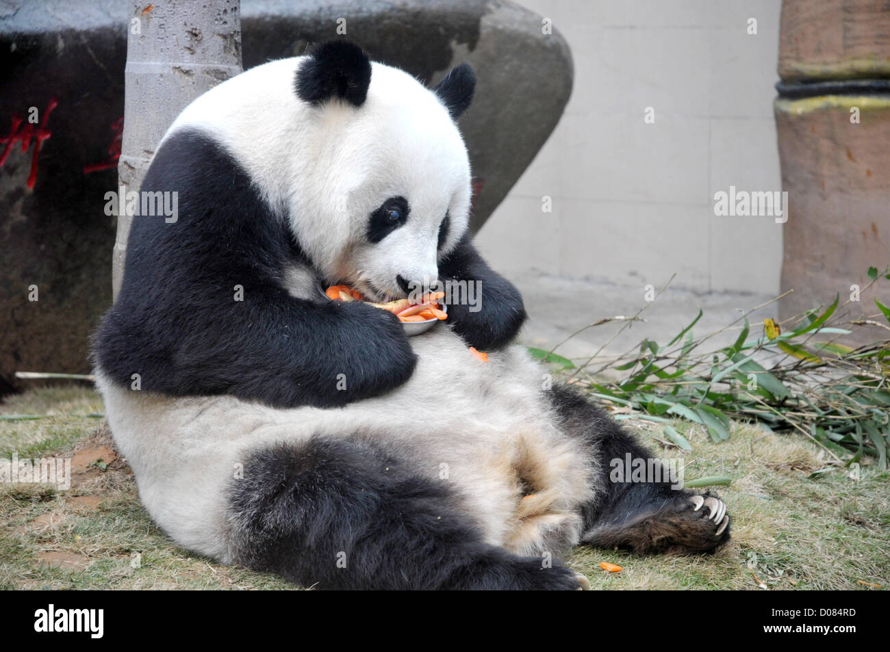 Panpan the panda's birthday Panpan, the archetype the mascot of the ...