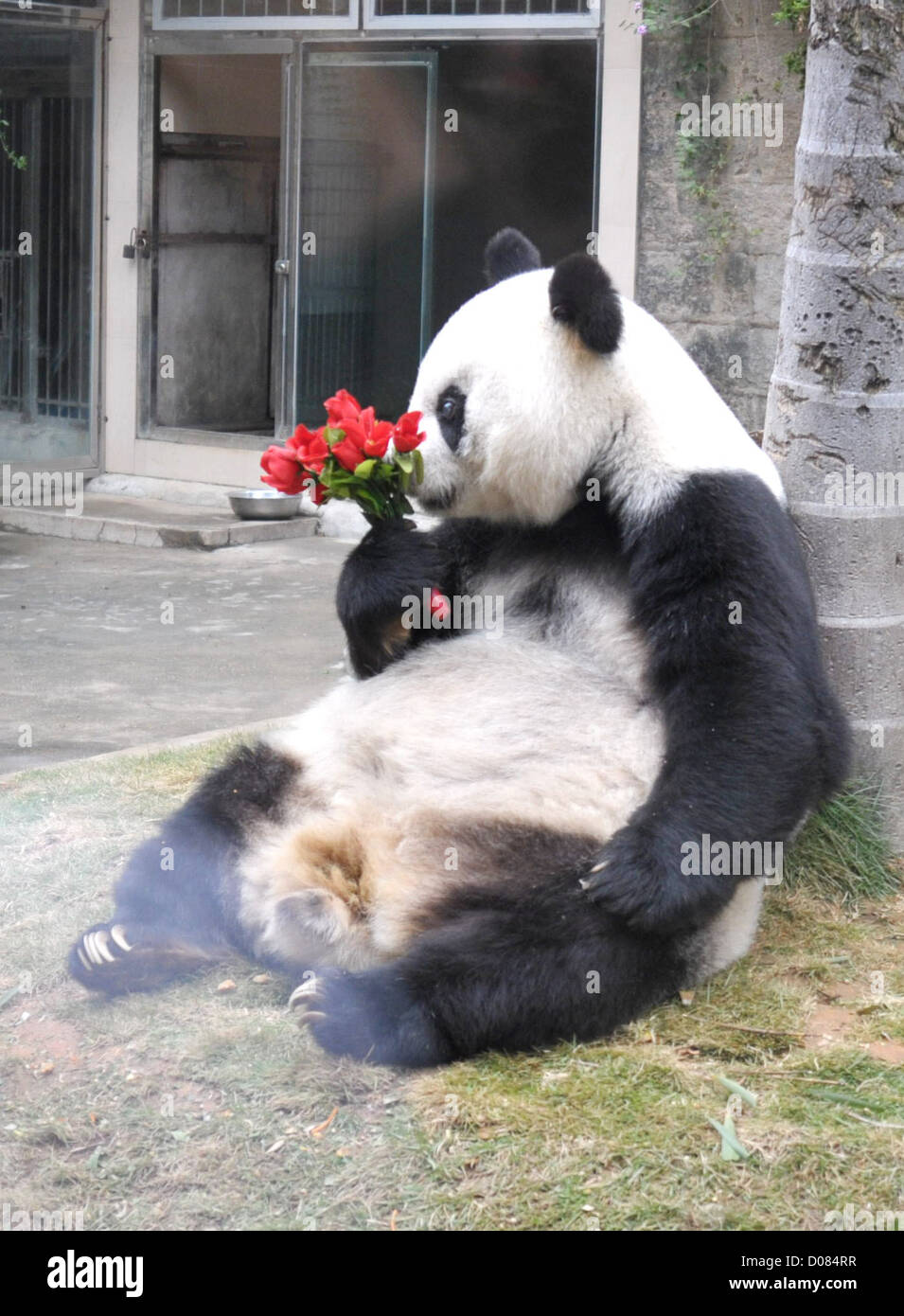 Panpan the panda's birthday Panpan, the archetype for the mascot of the ...