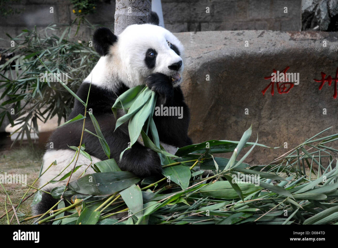 Panpan the panda's birthday Panpan, the archetype for the mascot of the ...