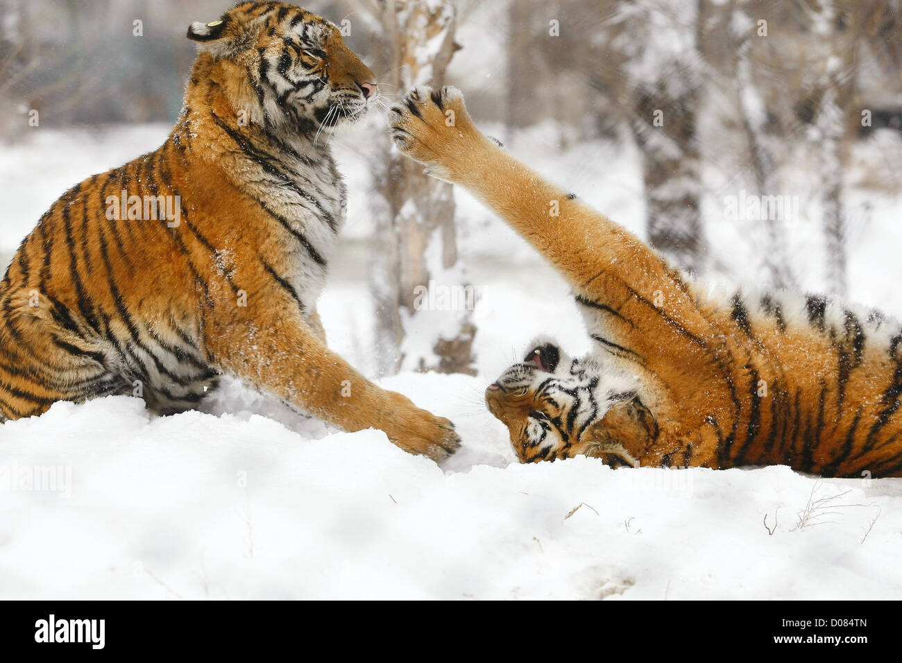 Snow Tigers Two Amur tigers play with each other in the snow at a zoo ...