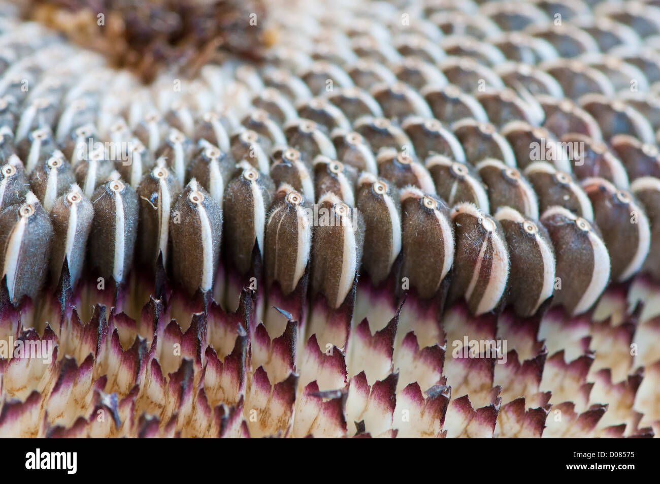 closeup of sunflower seeds - large zoom Stock Photo - Alamy