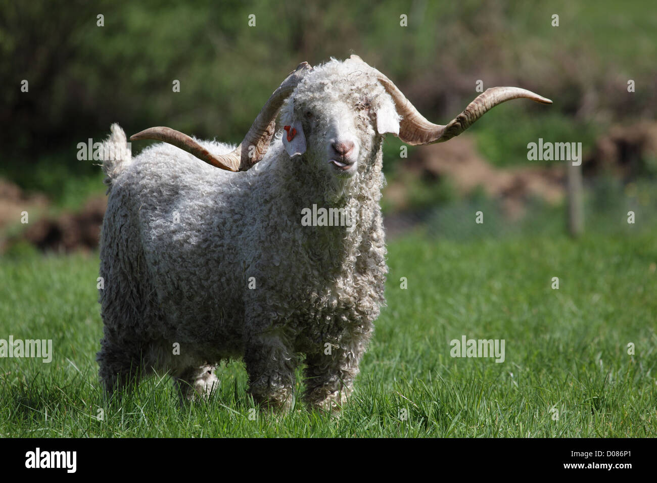 Long horned sheep Stock Photo - Alamy