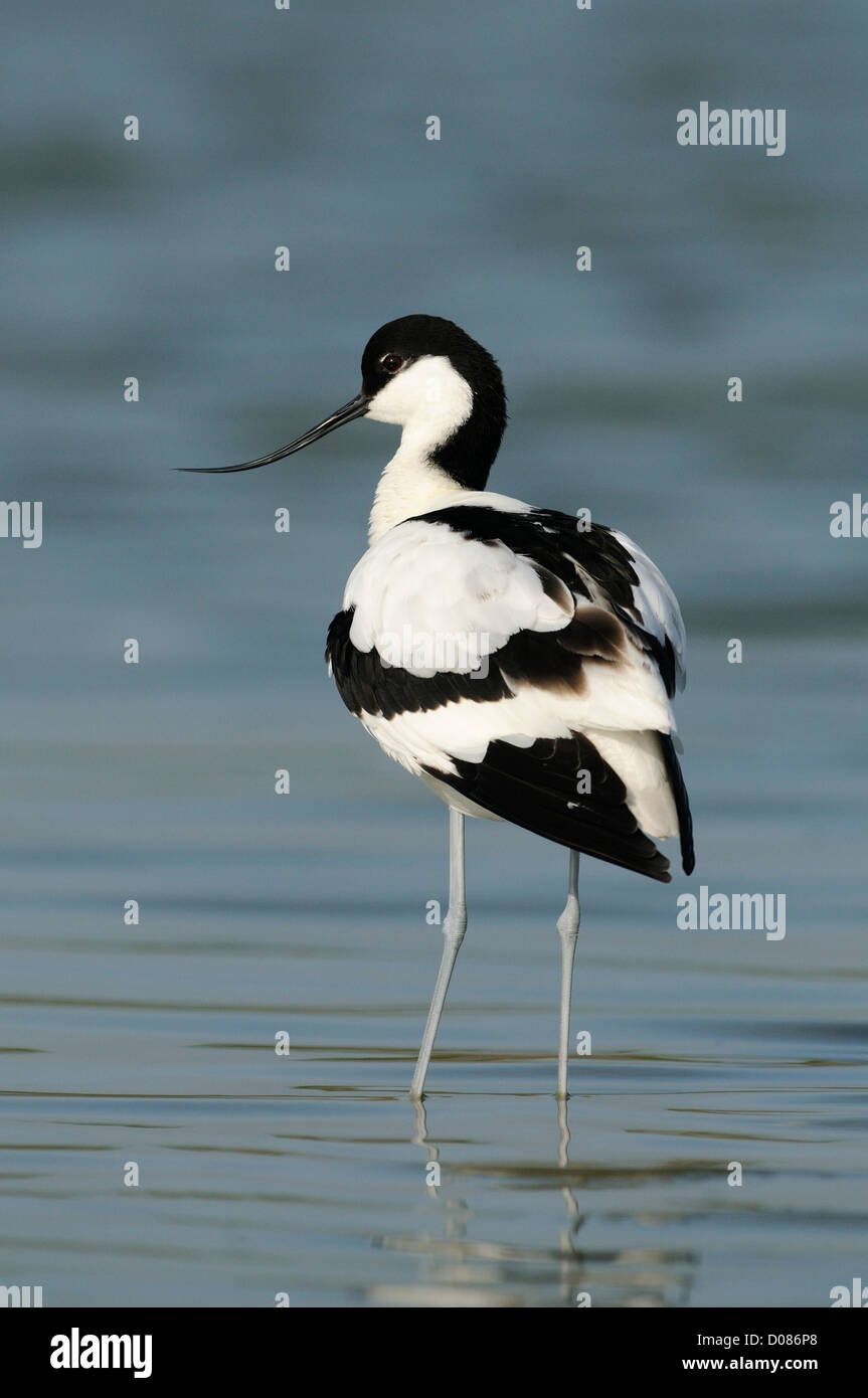 European Avocet (Recurvirostra avosetta) standing in shallow water ...