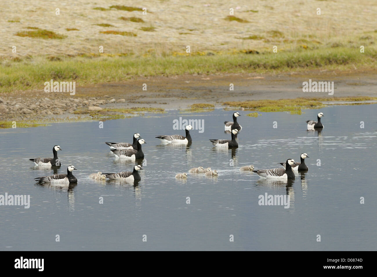 Barnacle Goose (Branta leucopsis) maternity group swimming with young ...