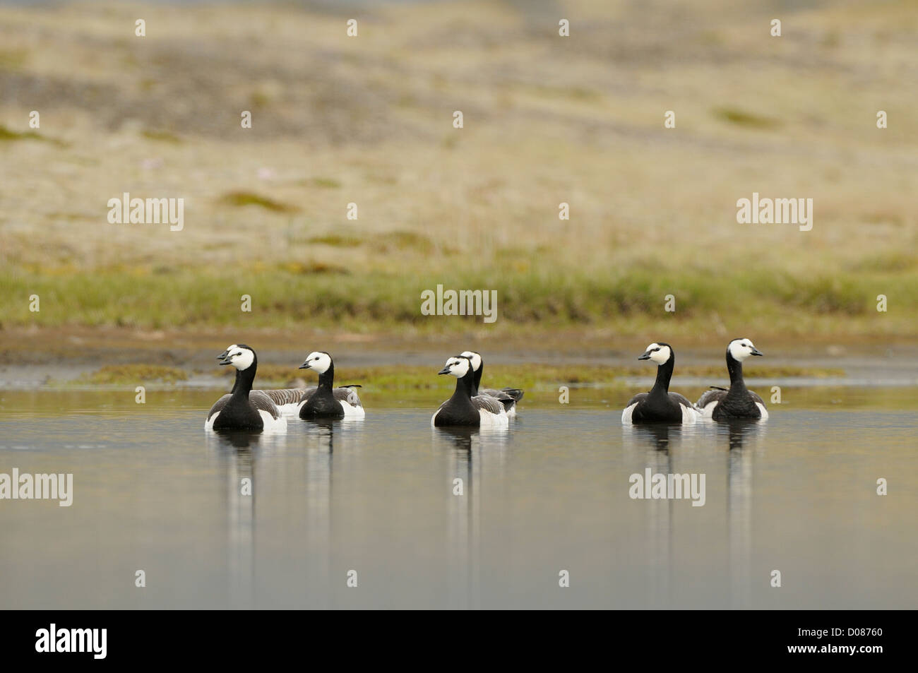 Barnacle Goose (Branta leucopsis) group swimming together on the lake ...