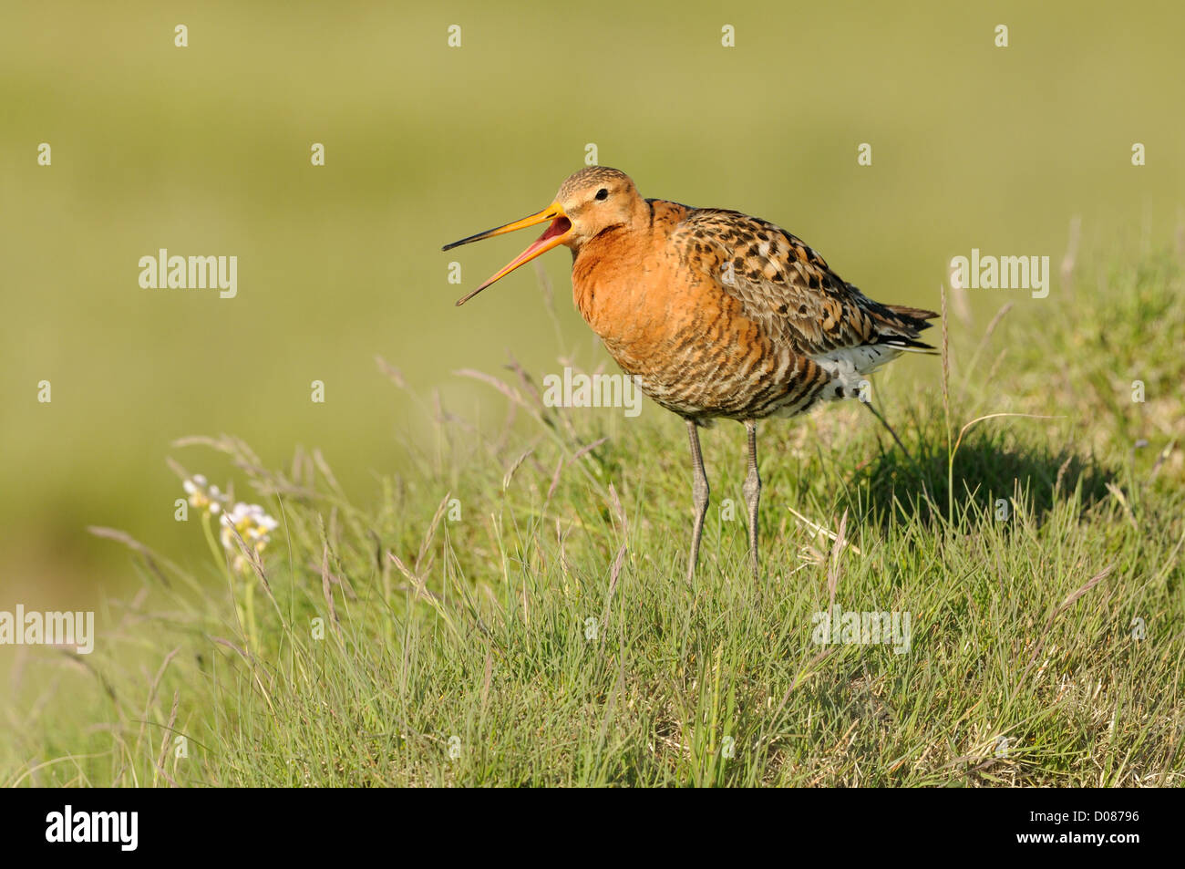 Black tailed godwit summer plumage hi-res stock photography and images ...