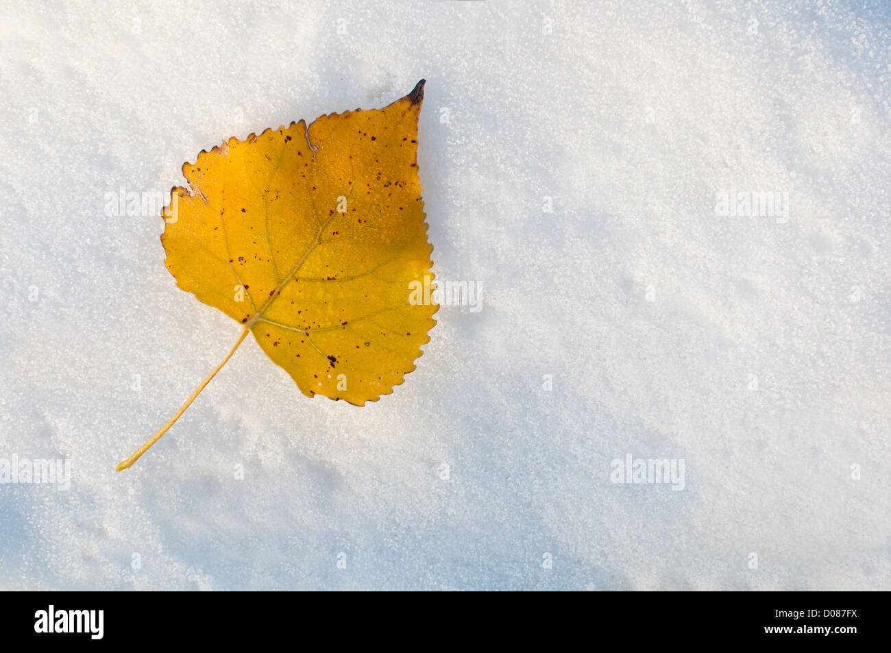 one yellow leaf on the snow Stock Photo - Alamy