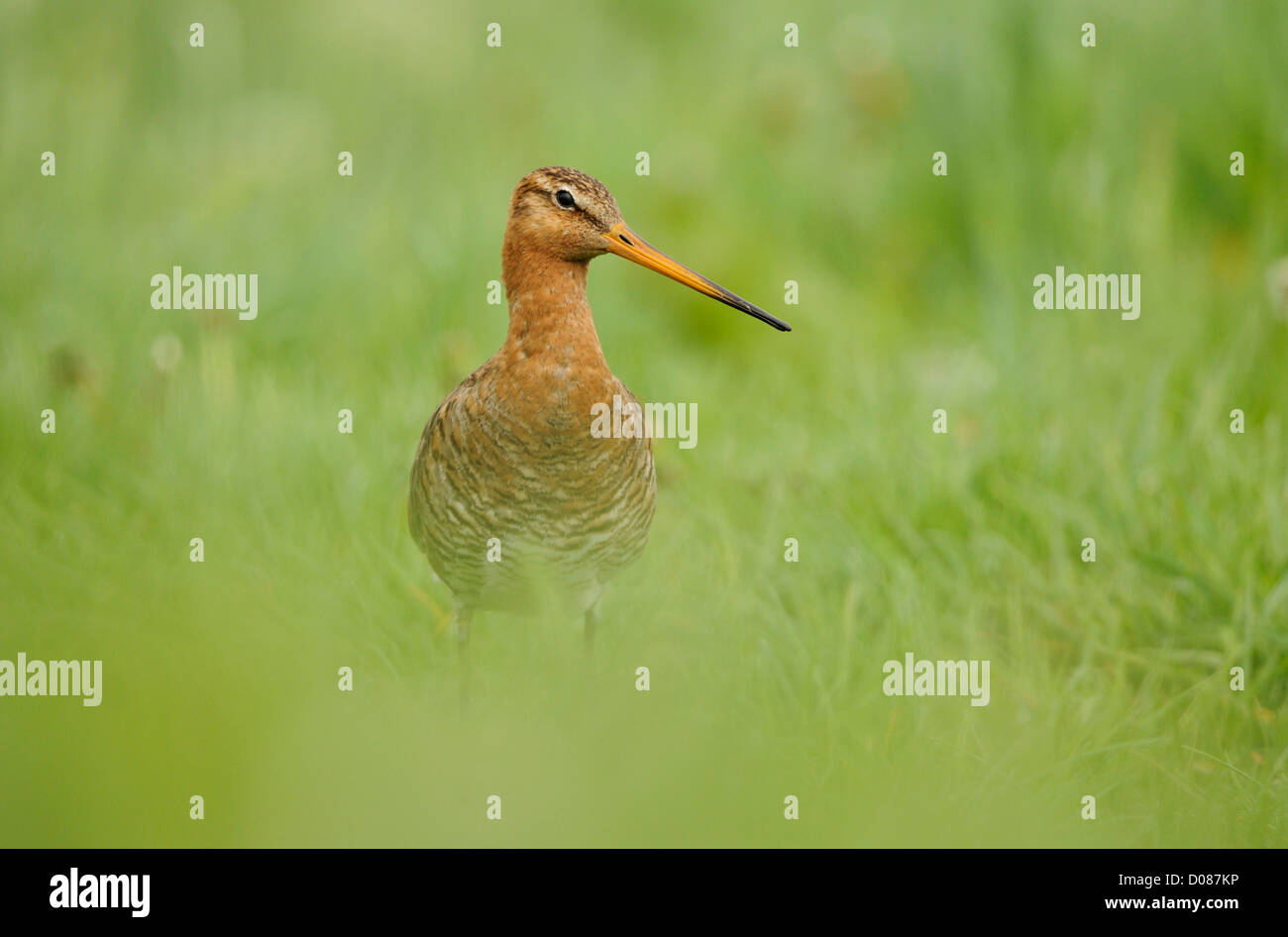 Black-tailed Godwit (Limosa limosa) standing in grassy field, Holland ...