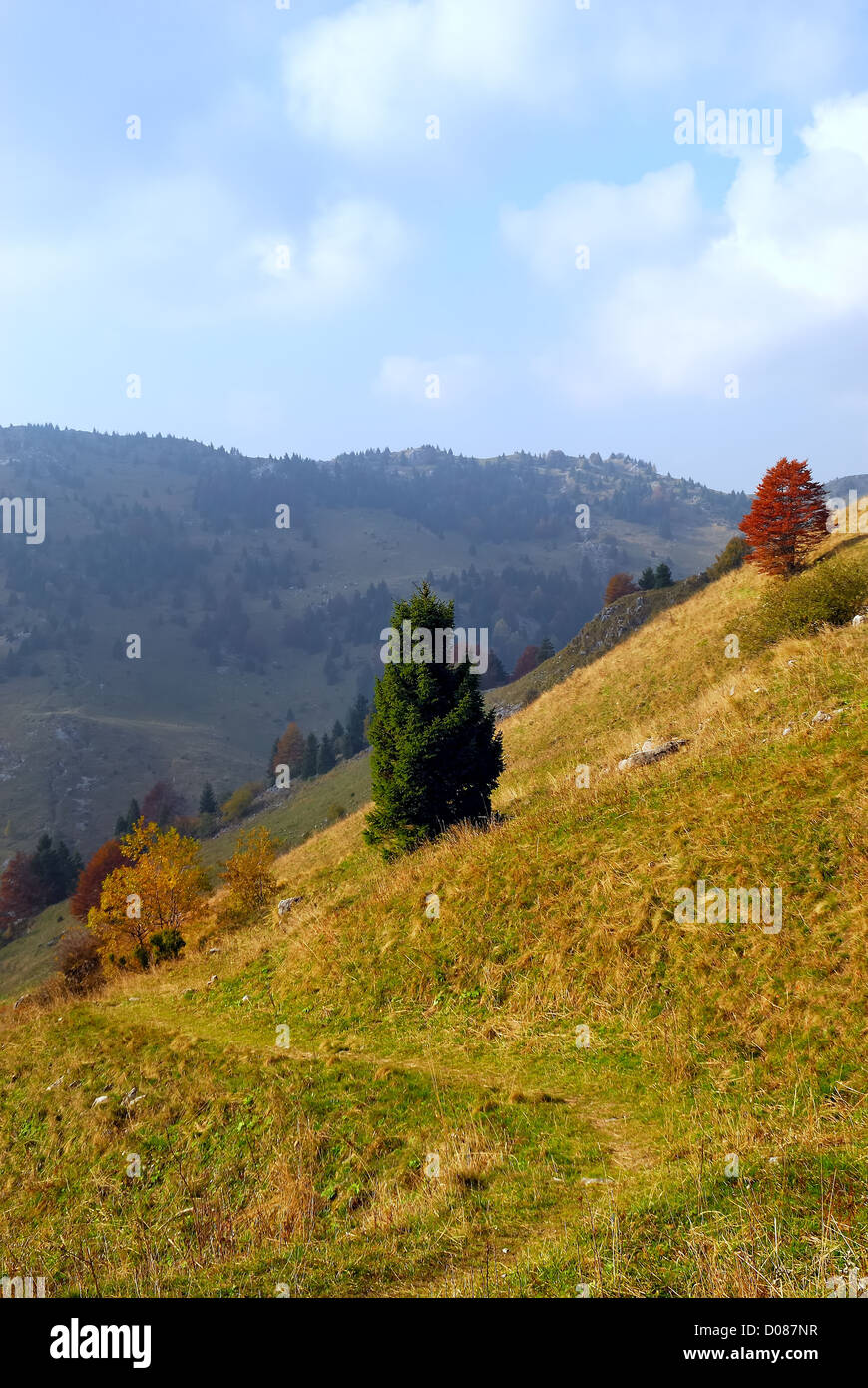 The spruce, native to the northern European climate zones, it has ...