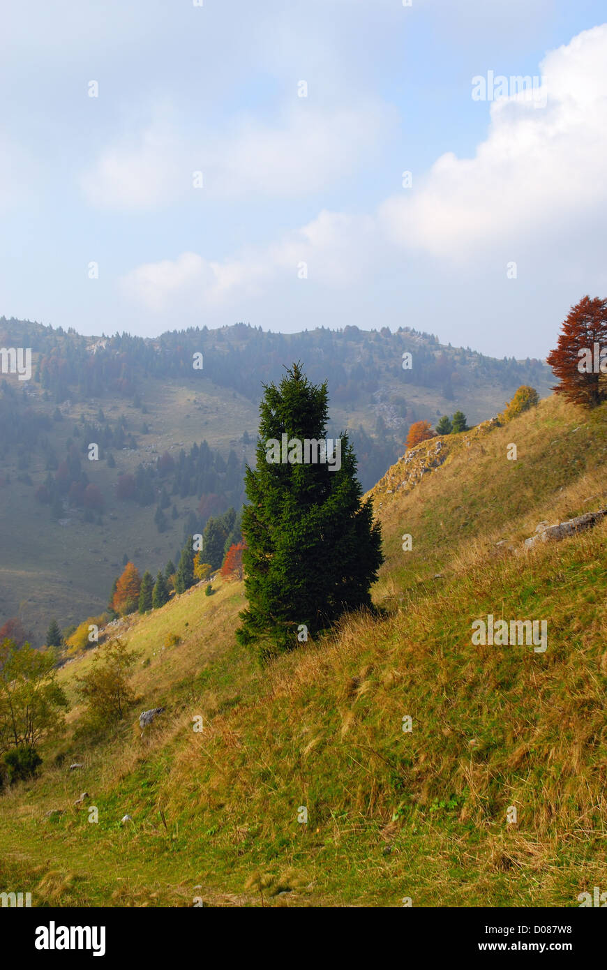 The spruce, native to the northern European climate zones, it has ...