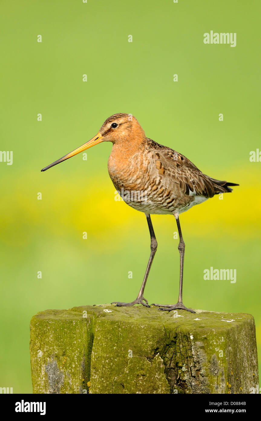 Black tailed godwit summer plumage hi-res stock photography and images ...