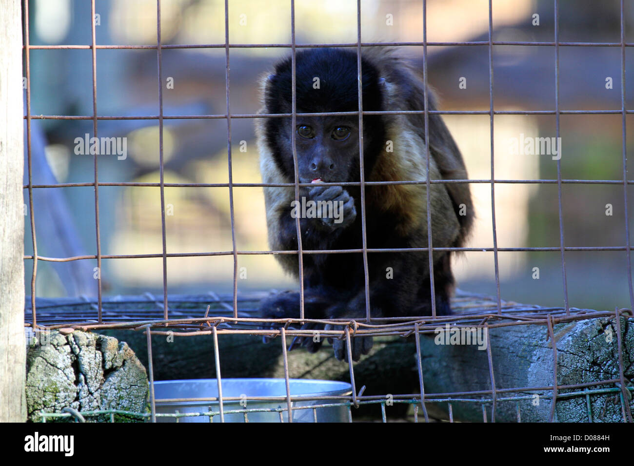Black-capped Capuchin Monkey ( Cebus apella) in Tygerberg Zoo near Cape ...