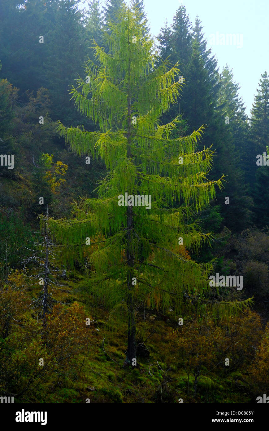 The larch (Larix decidua Miller) is the commonest species of conifer in ...