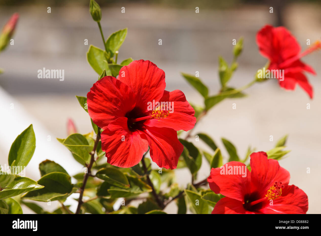 Red Hibiscus flower Stock Photo - Alamy