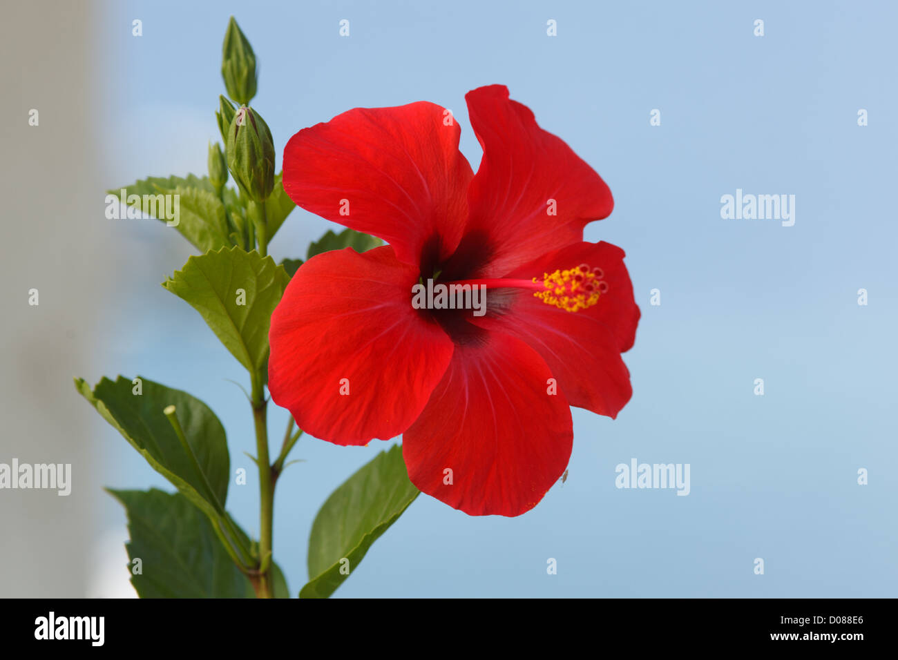 Red Hibiscus flower Stock Photo - Alamy