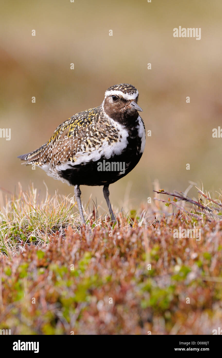 Golden Plover (Pluvialis apricaria) adult in summer breeding plumage ...