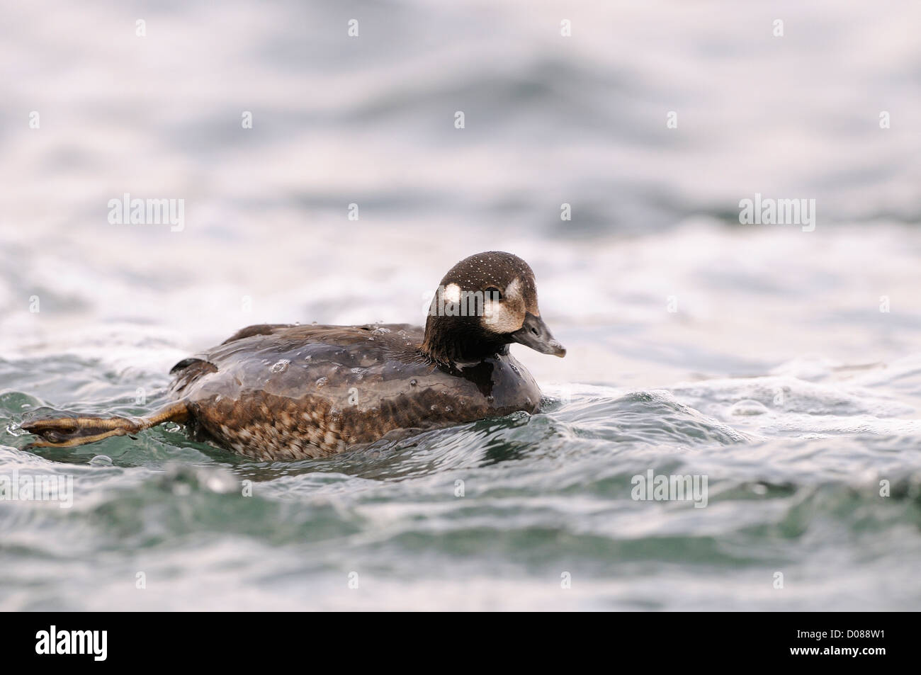 Harlequin Duck (Histrionicus histrionicus) female swimming, Iceland ...