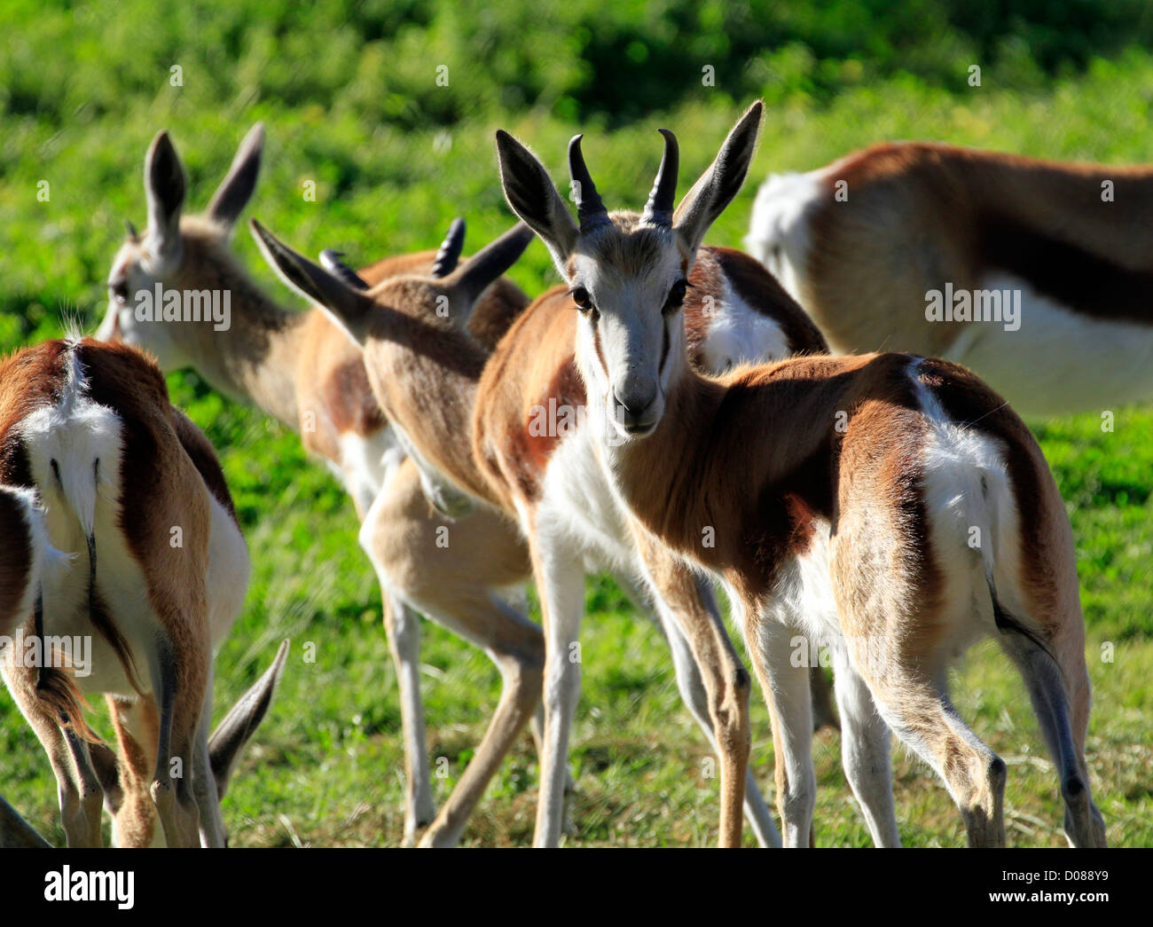 Springbuck, Springbokke ( (Antidorcas marsupialis) in a camp at the ...