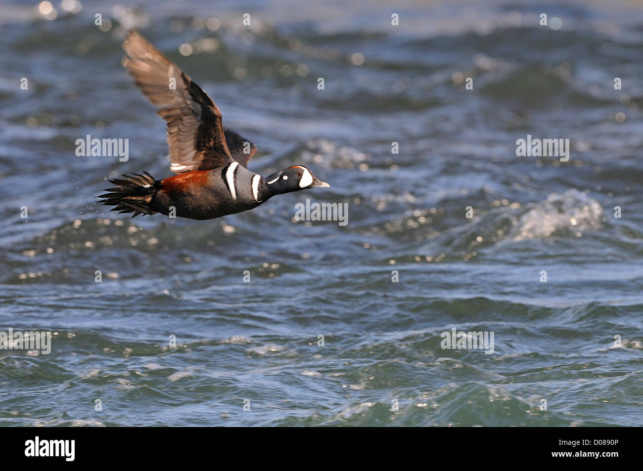 Harlequin duck flying hi-res stock photography and images - Alamy