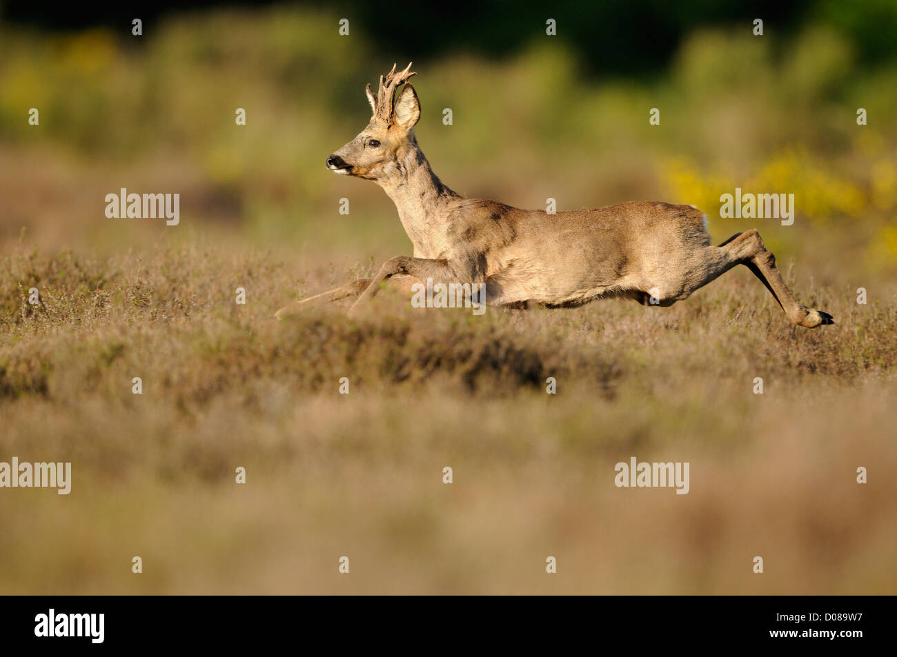 Running deer hi-res stock photography and images - Alamy