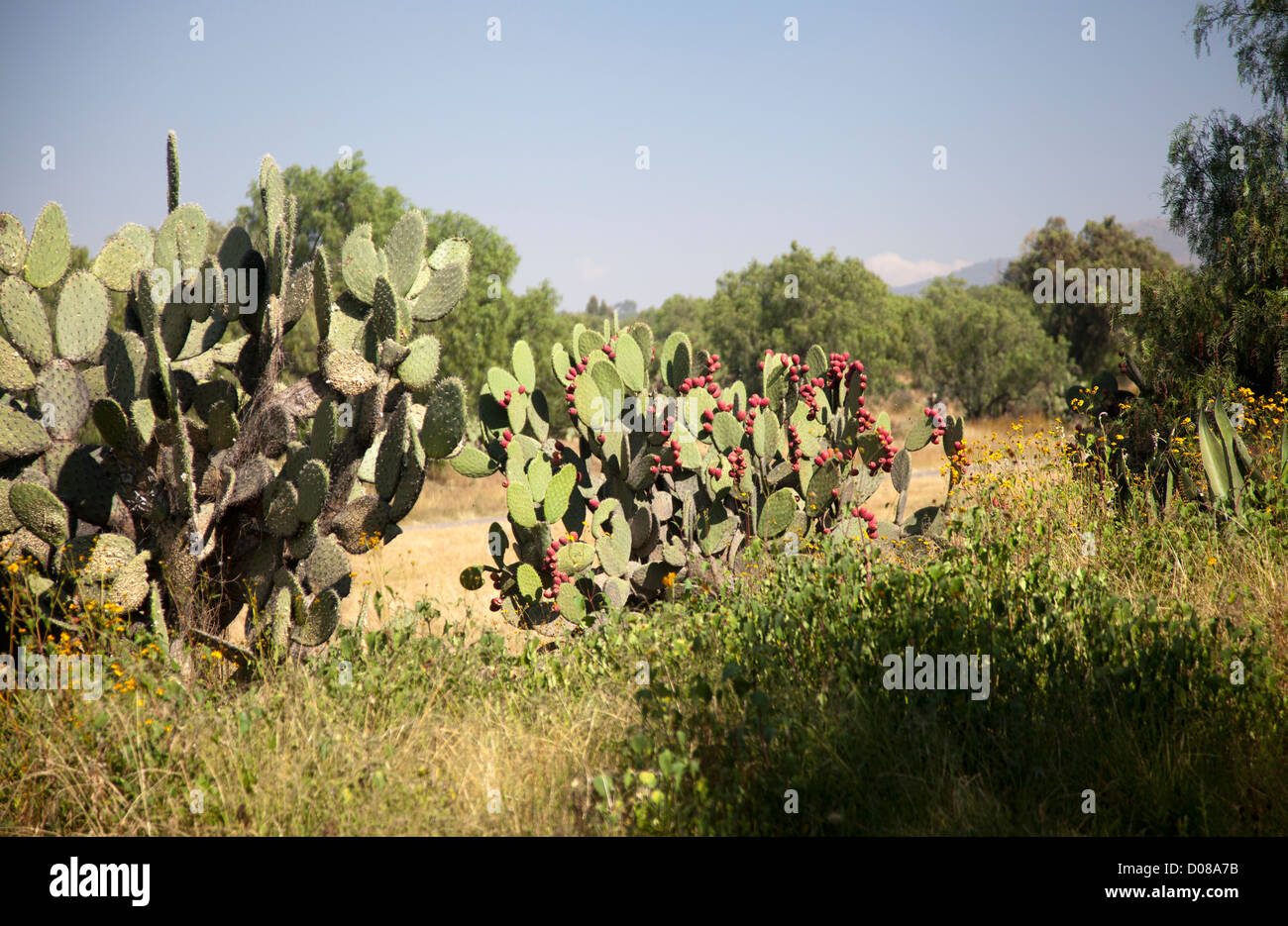 Opuntia ficus-indica Prickly Pear Plant and fruit at Teotihuacan in ...