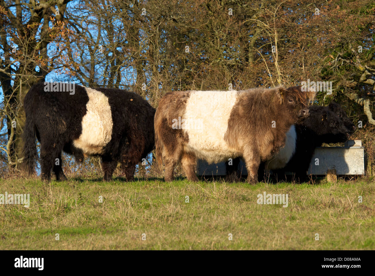 Heritage Breed Belted Galloway Cattle at a water trough and grazing on ...