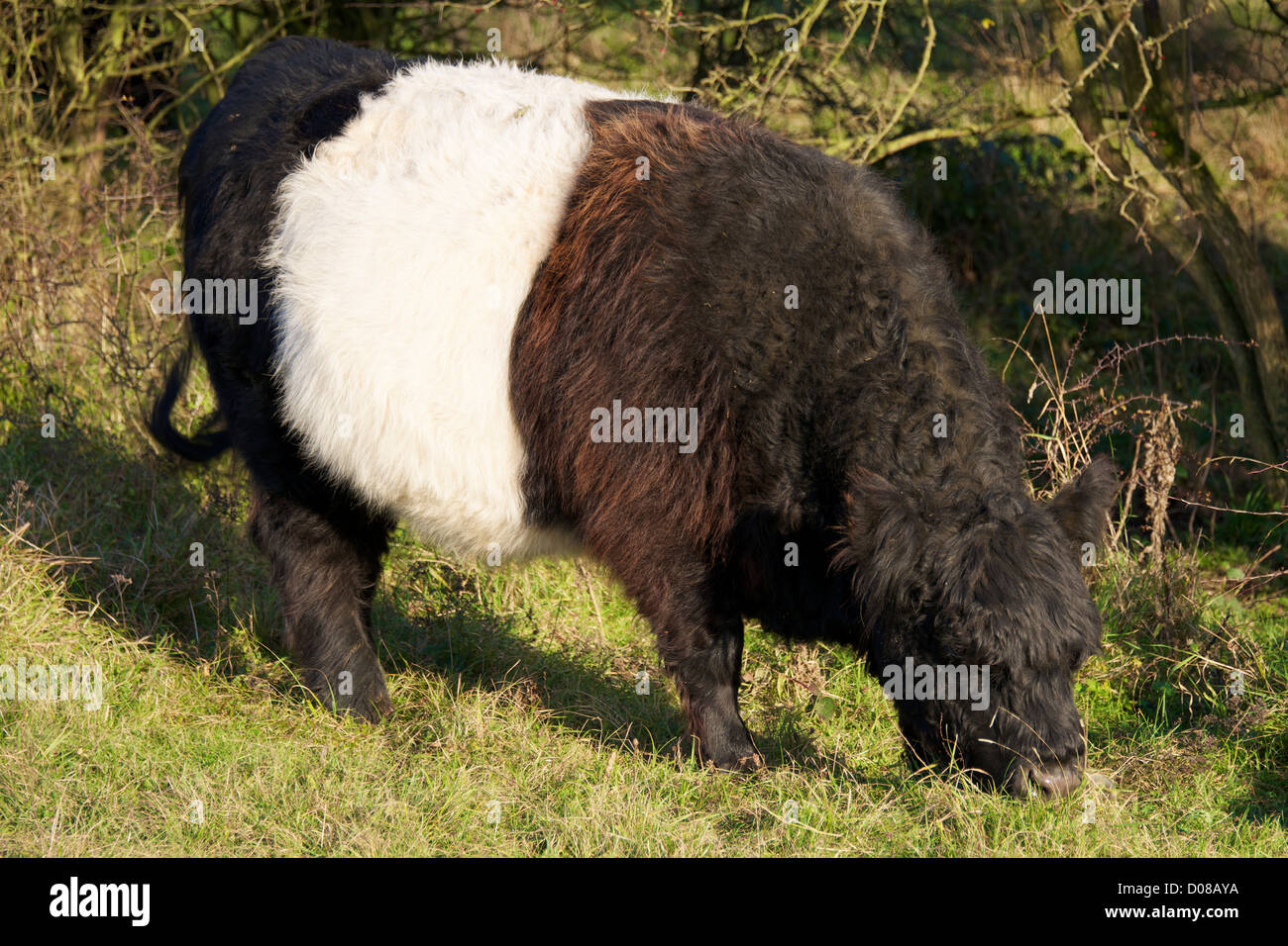 Heritage breed belted galloway cattle hi-res stock photography and ...