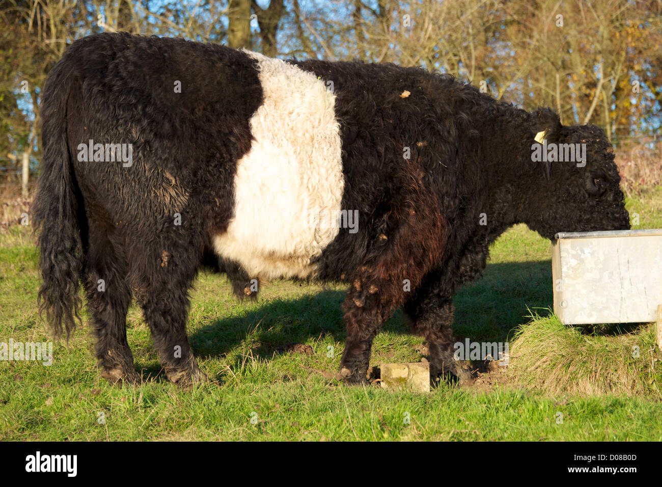 Heritage Breed Belted Galloway Cattle at a water trough and grazing on ...
