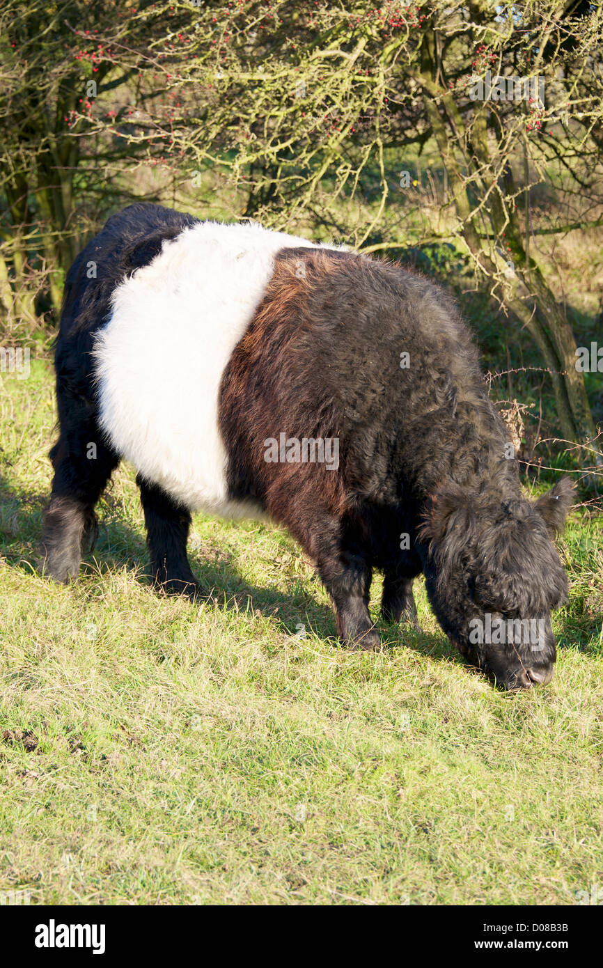 Belted Galloway Cattle grazing on Reigate Hill Colley Hill Stock Photo ...