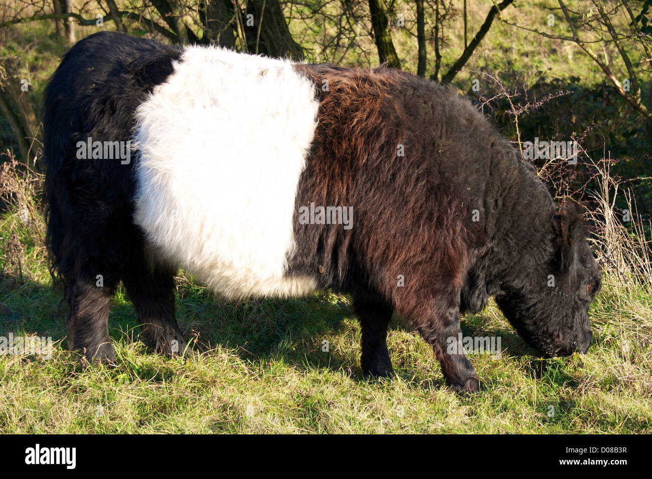 Belted Galloway Cattle grazing on Reigate Hill Colley Hill Stock Photo ...