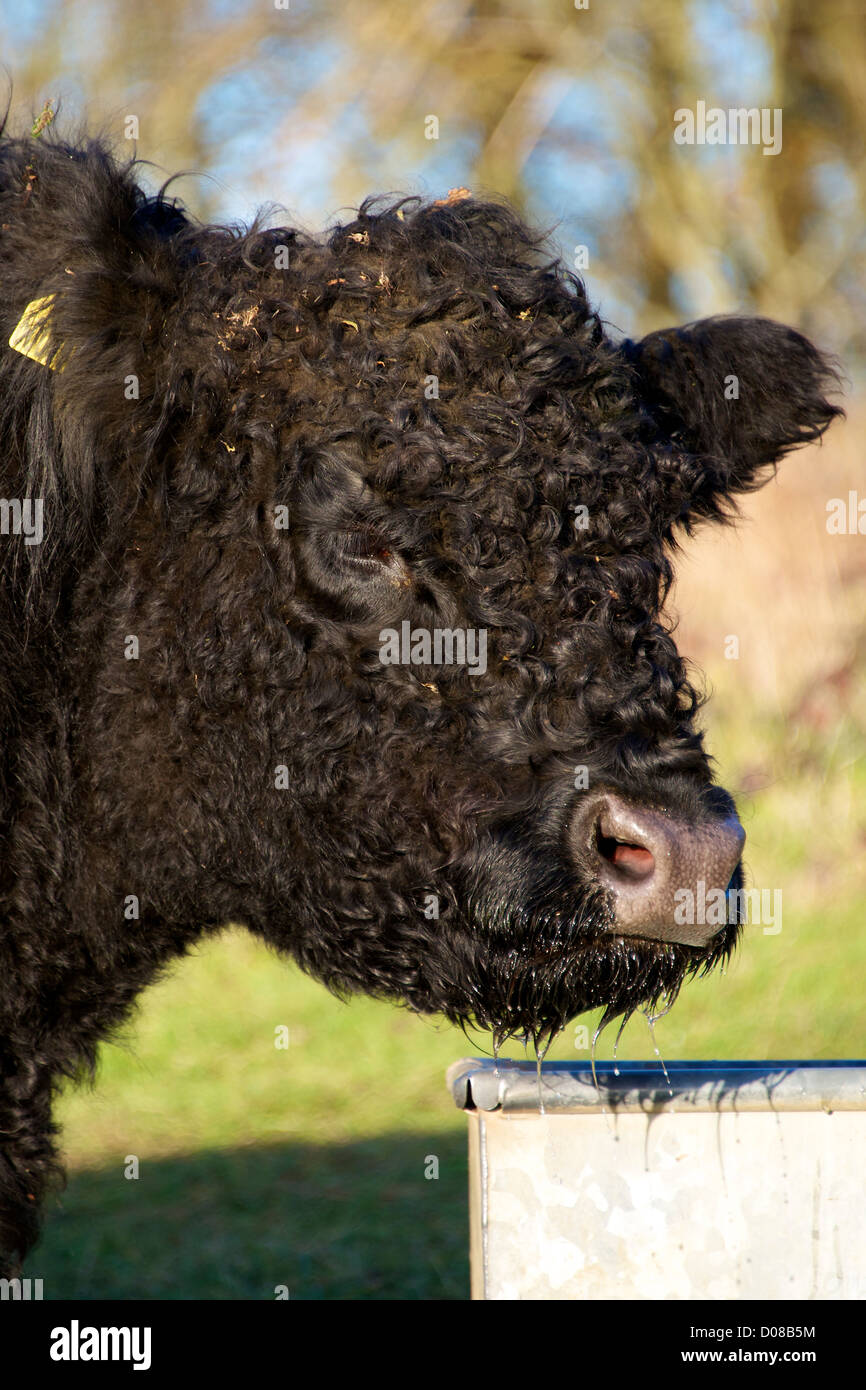 A close up of the face of Heritage Breed Belted Galloway Cattle grazing ...