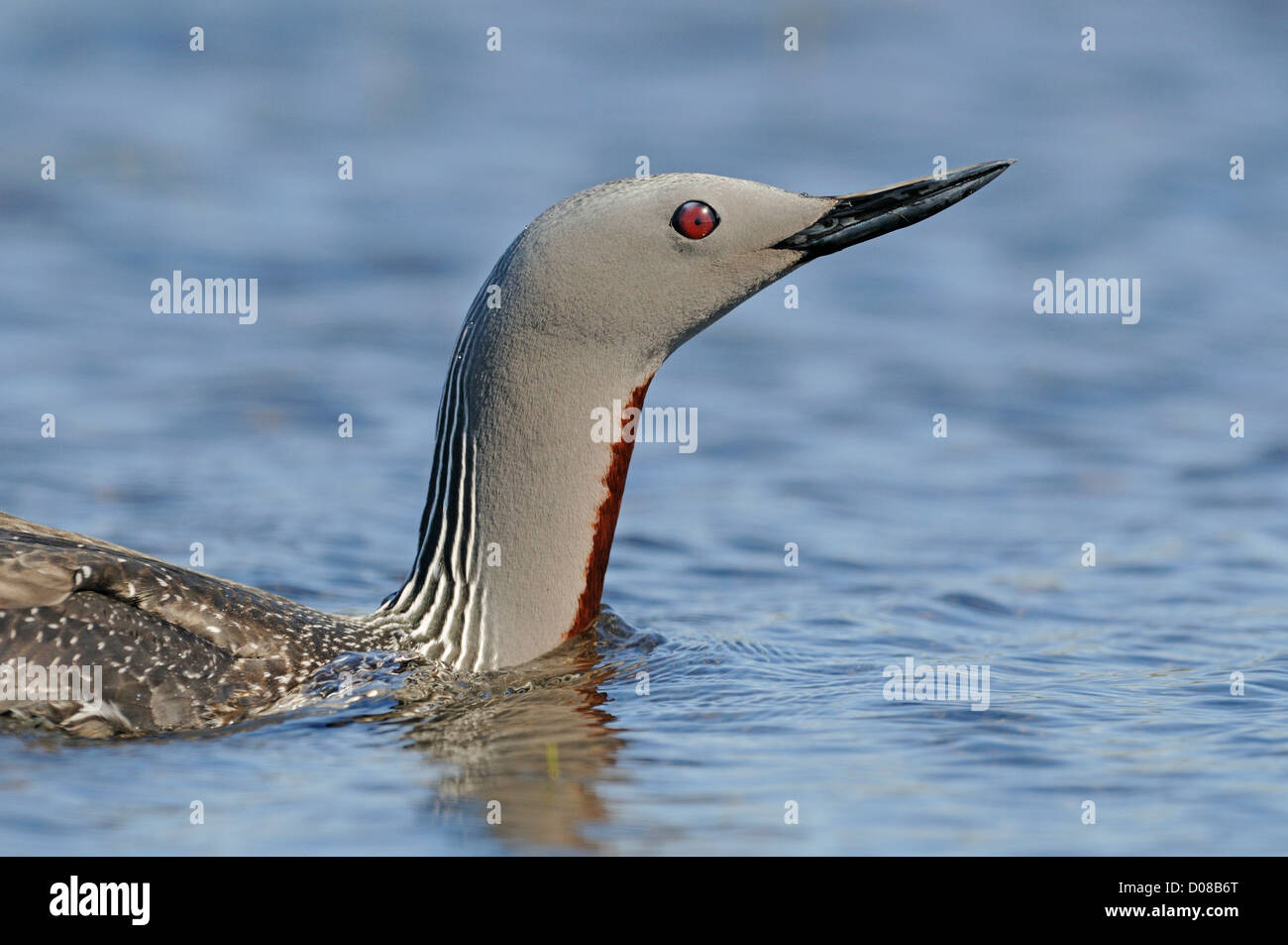 Diver summer plumage hi-res stock photography and images - Alamy