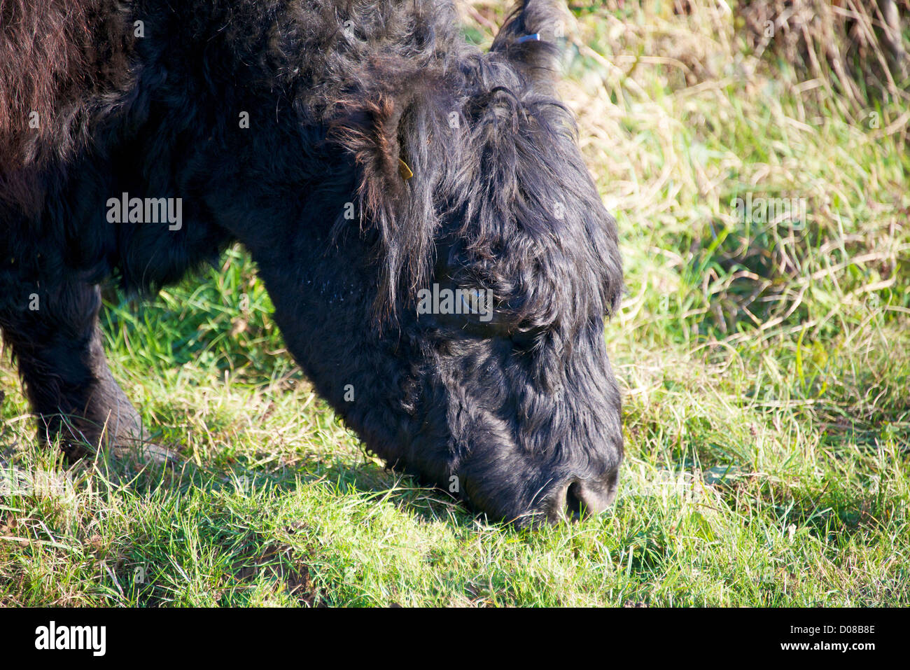 A close up of the face of Heritage Breed Belted Galloway Cattle grazing ...