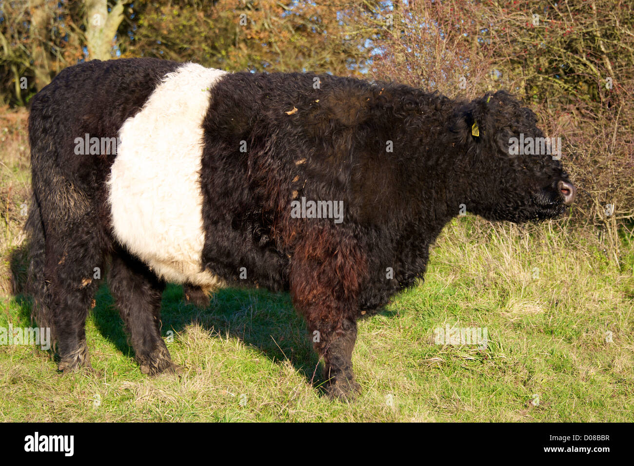 Heritage Breed Belted Galloway Cattle grazing on Reigate Colley Hill ...